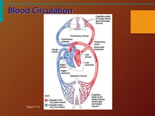 CARDIOVASCULAR SYSTEM OF THE BODY. ANATOMY | PPT