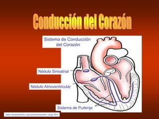 sistema cardiovascular, anatomia y cambios al ejercicio.ppt