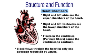 cardiovascular system (Bachelor Science in Nursing) | PPTX