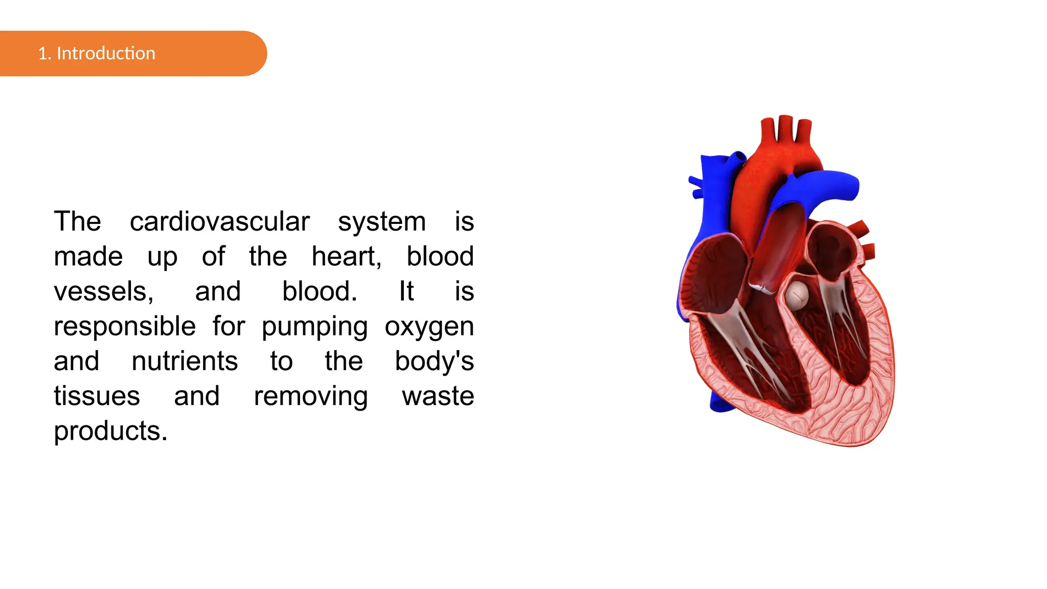 CardioVascular cross Sectional Anatomy .ppt