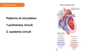 CardioVascular cross Sectional Anatomy .ppt