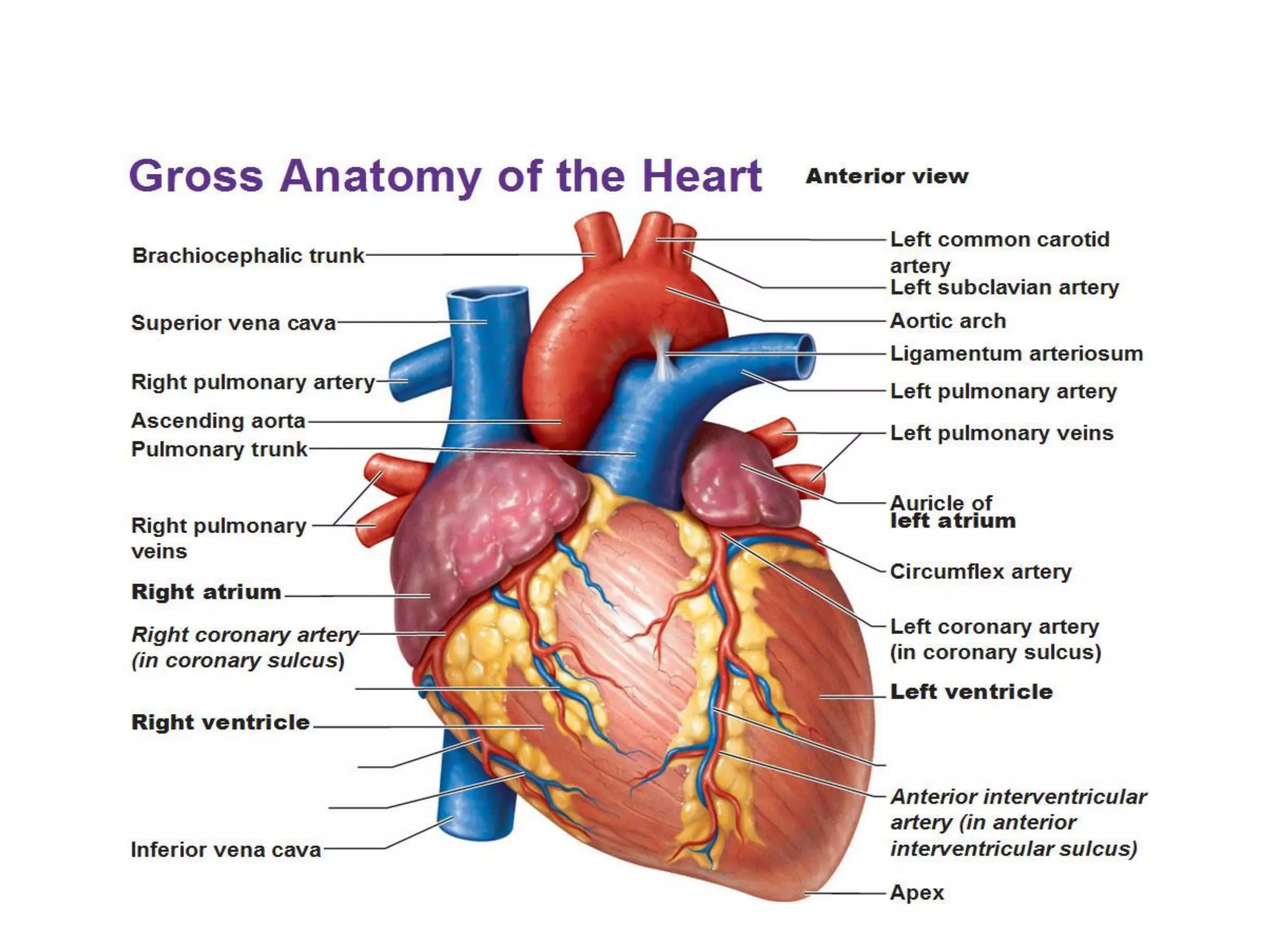 cardiovascular anatomy and physiology | PDF