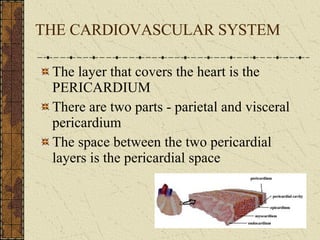 Cardiovascular & Hematologic System | PPT