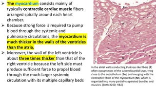 Cardiovascular system -Histology structure.pdf