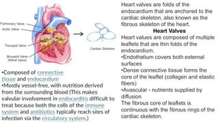 Cardiovascular system -Histology structure.pdf