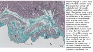Cardiovascular system -Histology structure.pdf