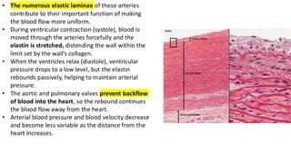 Cardiovascular system -Histology structure.pdf