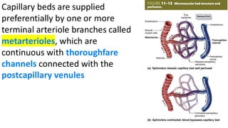 Cardiovascular system -Histology structure.pdf