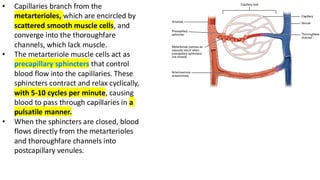 Cardiovascular system -Histology structure.pdf