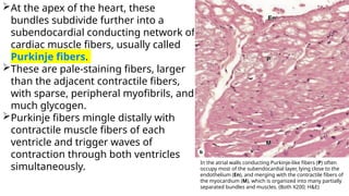 Cardiovascular -Histology (1) . pptx | PPTX