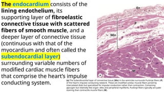 Cardiovascular -Histology (1) . pptx | PPTX