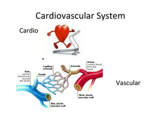 Cardiovascular path of the blood | PPT