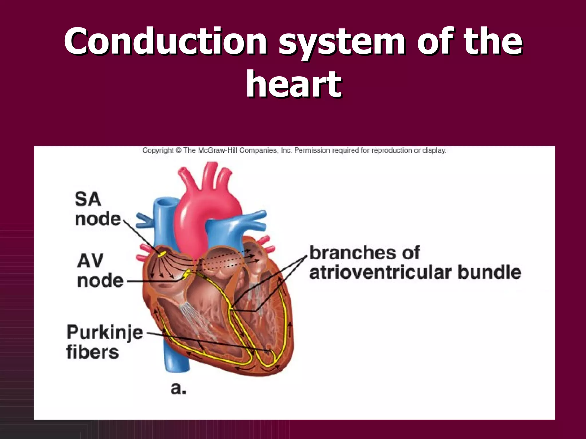 Cardiovascular System | PPT
