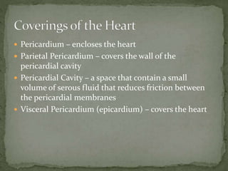 Cardiovascular-System.pptx nnnnnnnnnnnnnjhhhhhhhhhhhhhhhhhhhhhhhhhhhhh ...