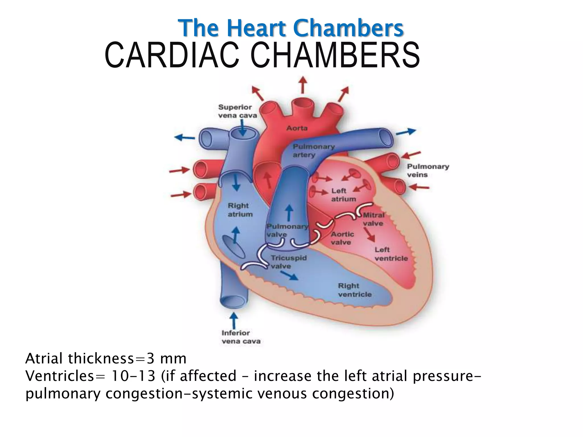 Cardiovascular Anatomy.pptx