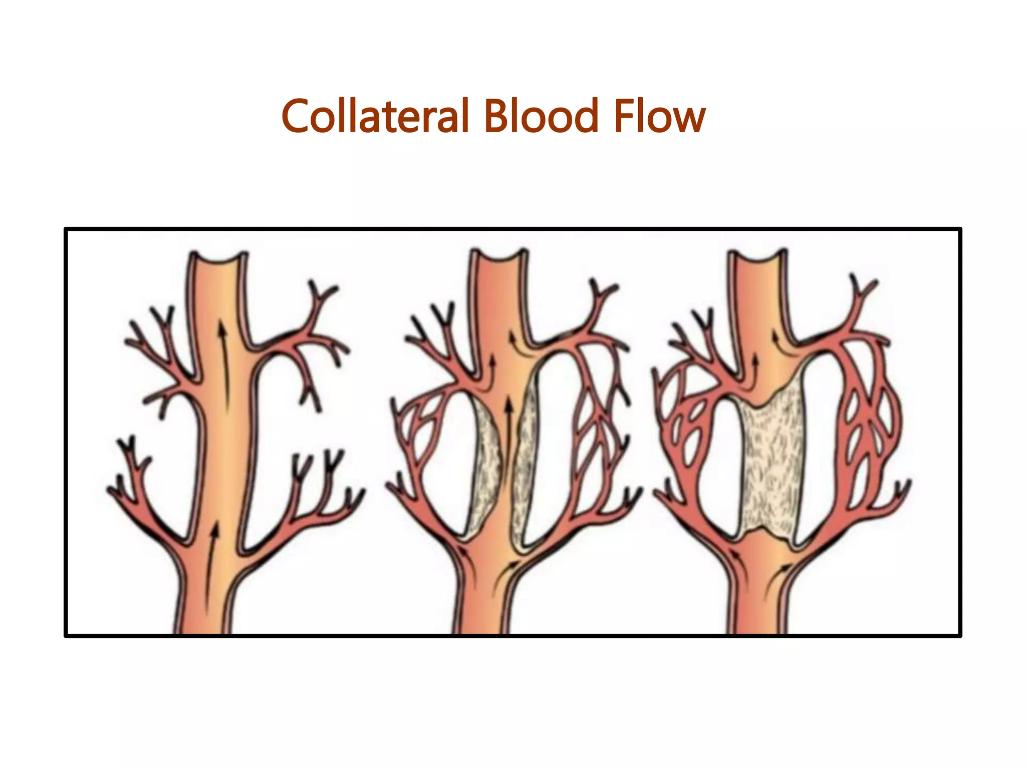 Cardiovascular Anatomy.pptx