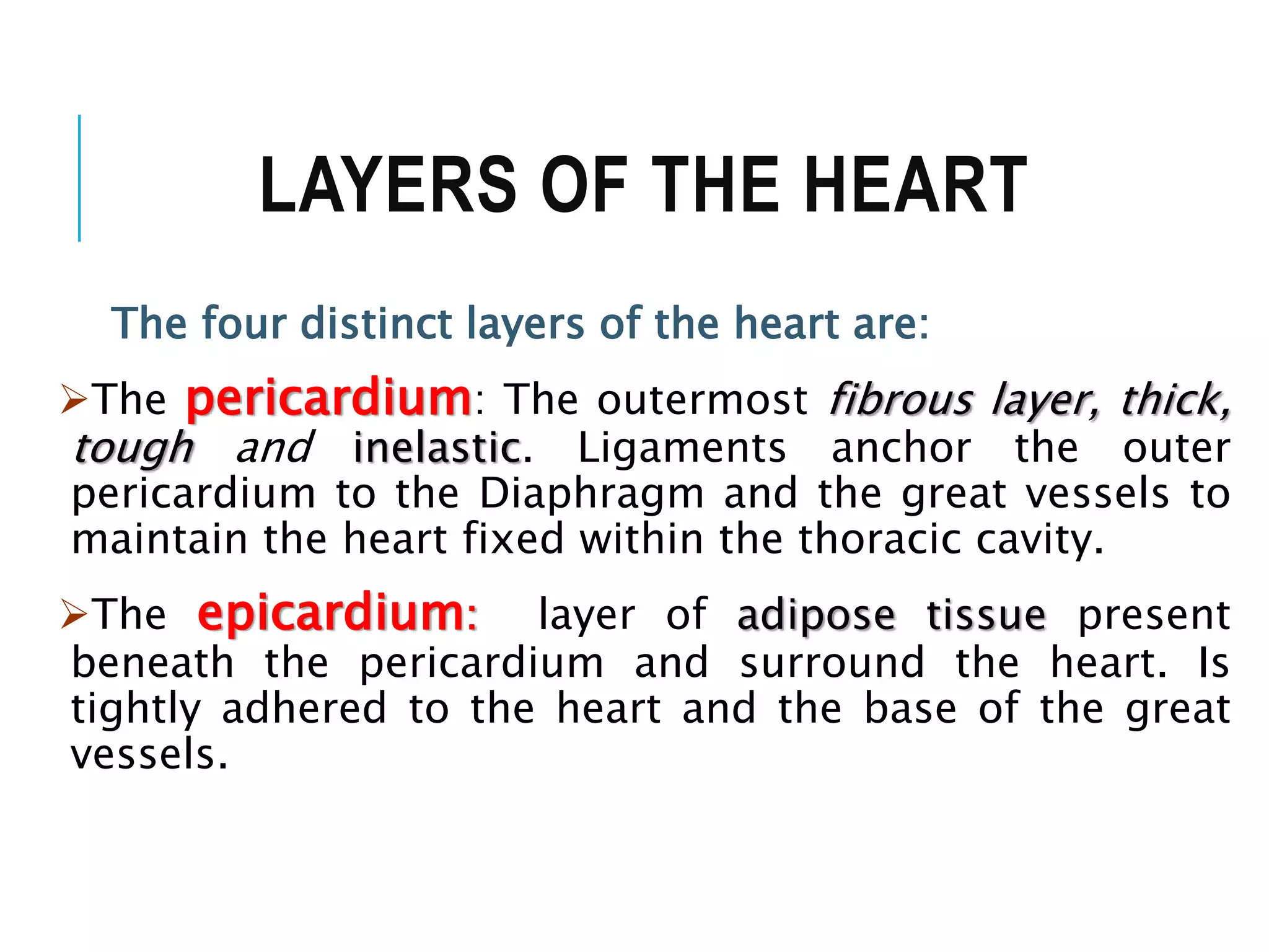 Cardiovascular Anatomy.pptx