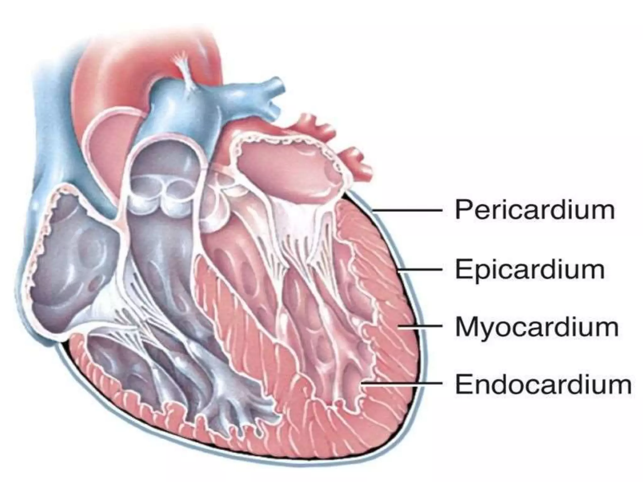 Cardiovascular Anatomy.pptx