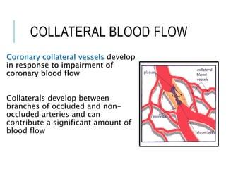 Cardiovascular Anatomy.pptx