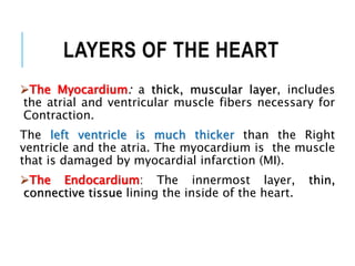 Cardiovascular Anatomy.pptx