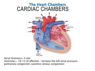 Cardiovascular Anatomy.pptx