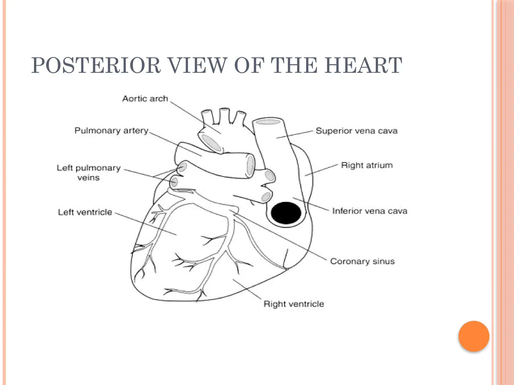 Cardiovascular anatomy and physiology .ppx