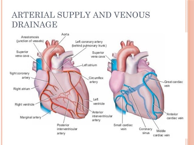 Cardiovascular anatomy and physiology .ppx