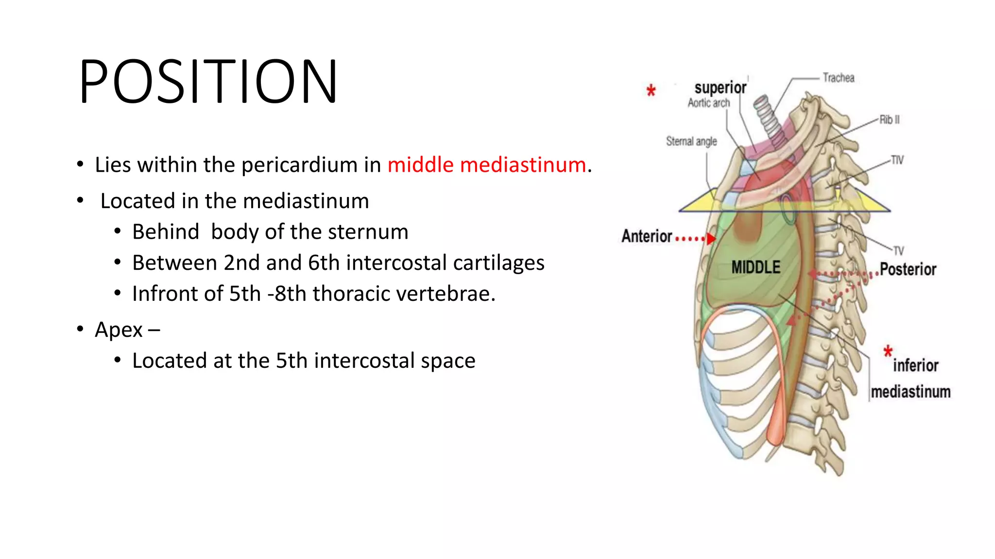 Cardiovascular anatomy and imaging Techniques | PPTX
