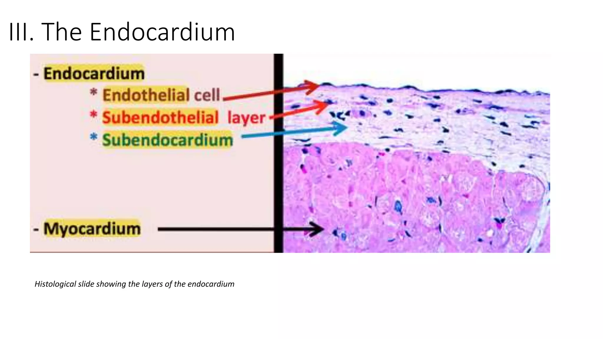 Histology Anatomy of Cardiovascular System | PPTX