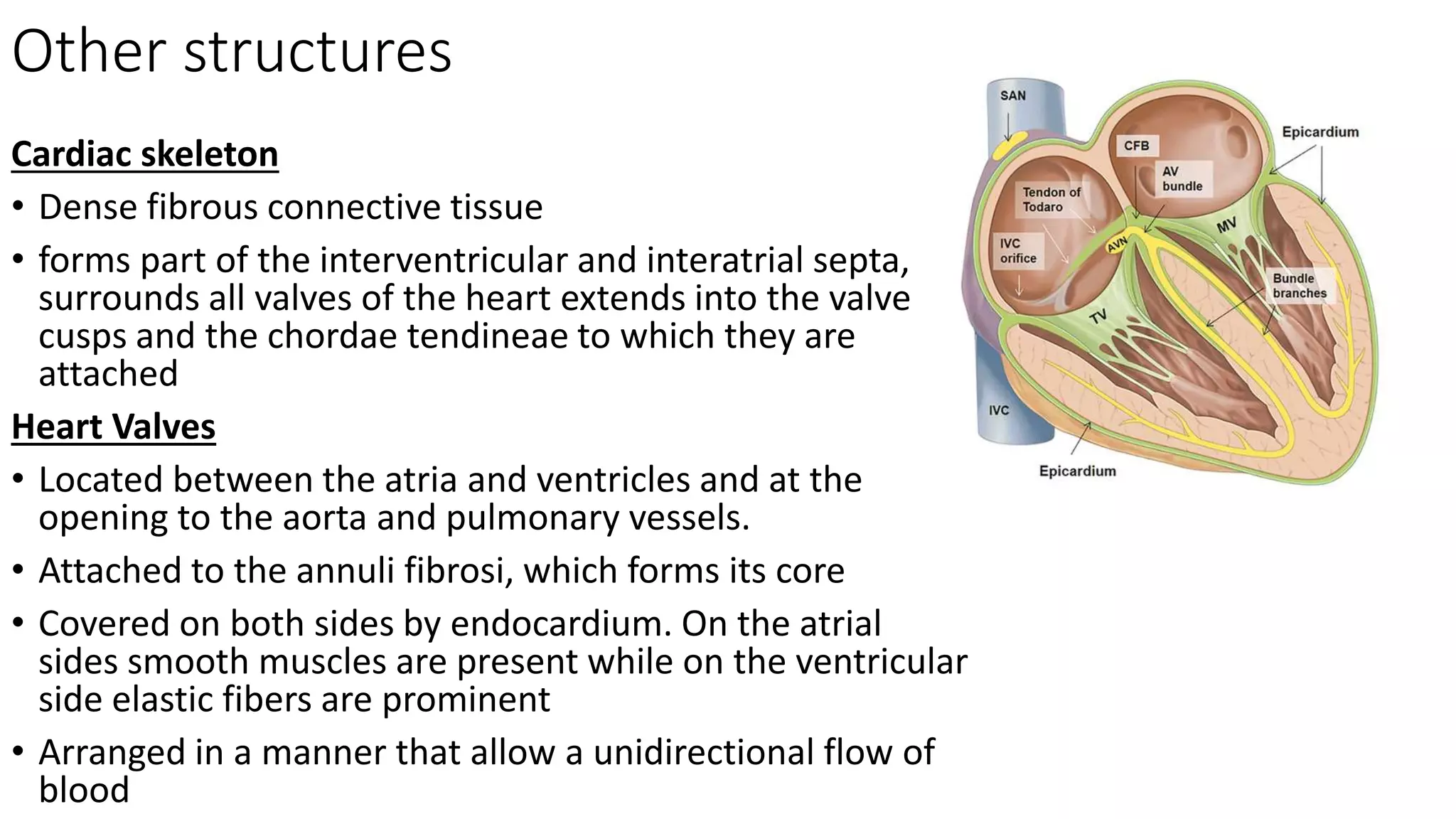 Histology Anatomy of Cardiovascular System | PPTX