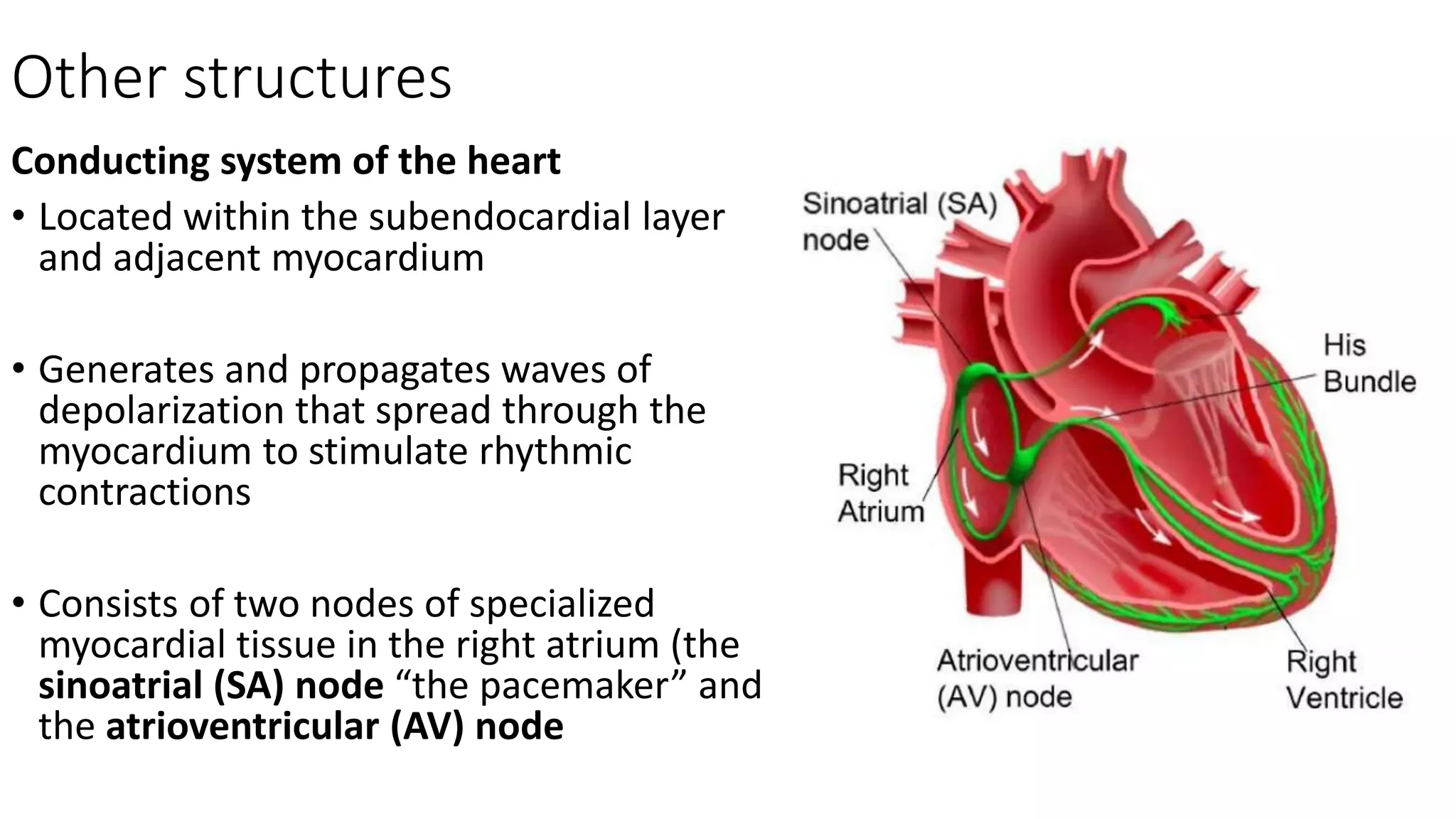 Histology Anatomy of Cardiovascular System | PPTX