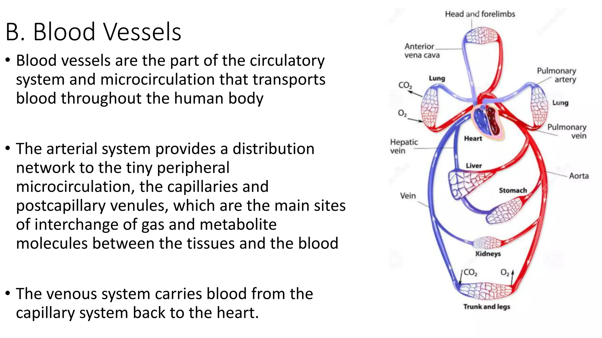 Histology Anatomy of Cardiovascular System | PPTX