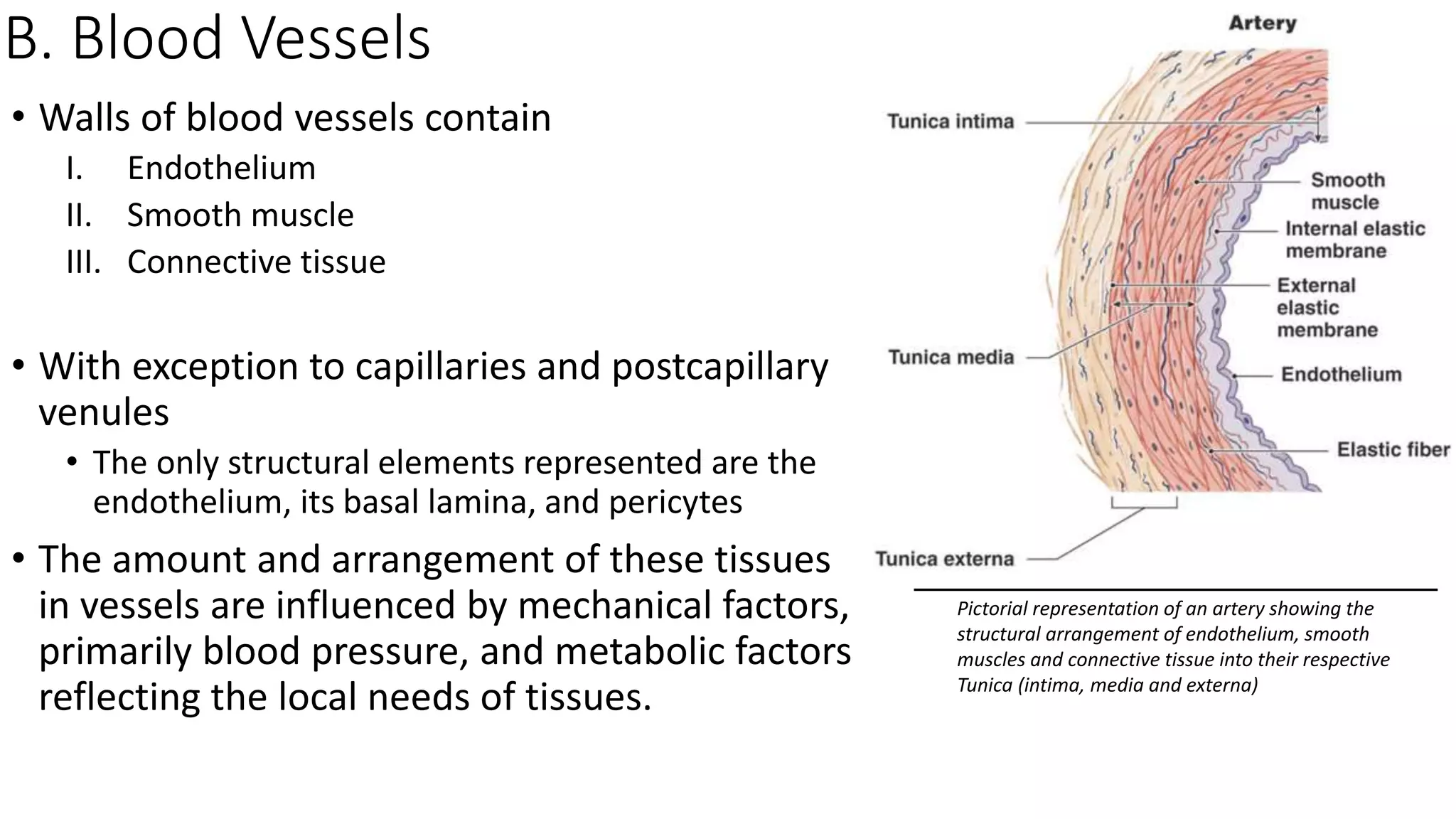 Histology Anatomy of Cardiovascular System | PPTX