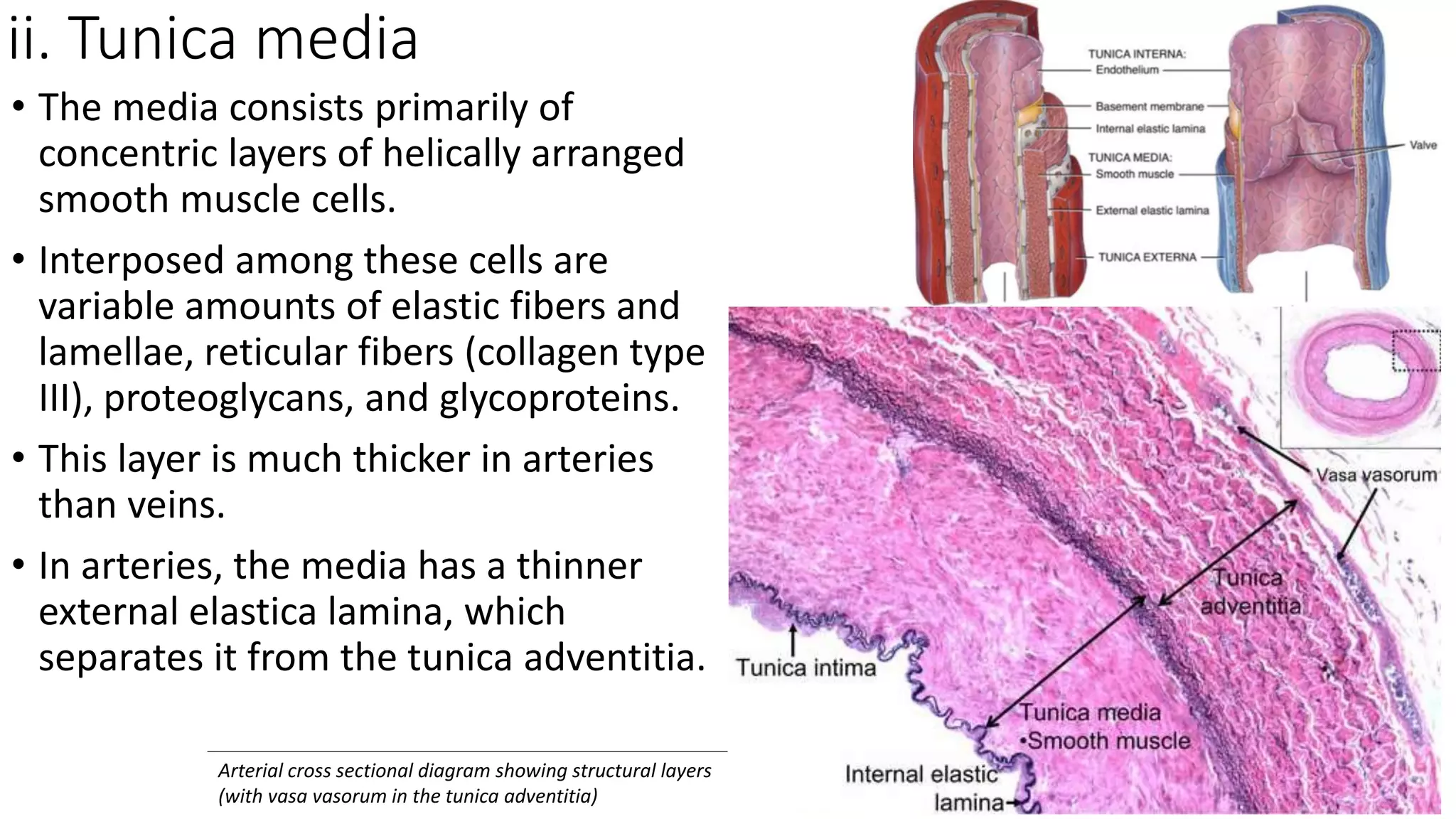 Histology Anatomy of Cardiovascular System | PPTX
