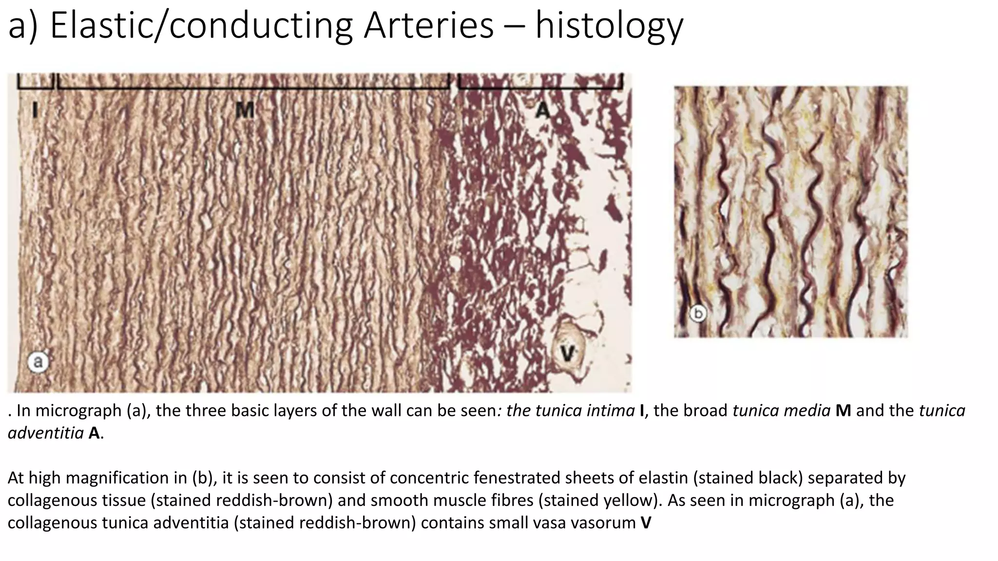 Histology Anatomy of Cardiovascular System | PPTX