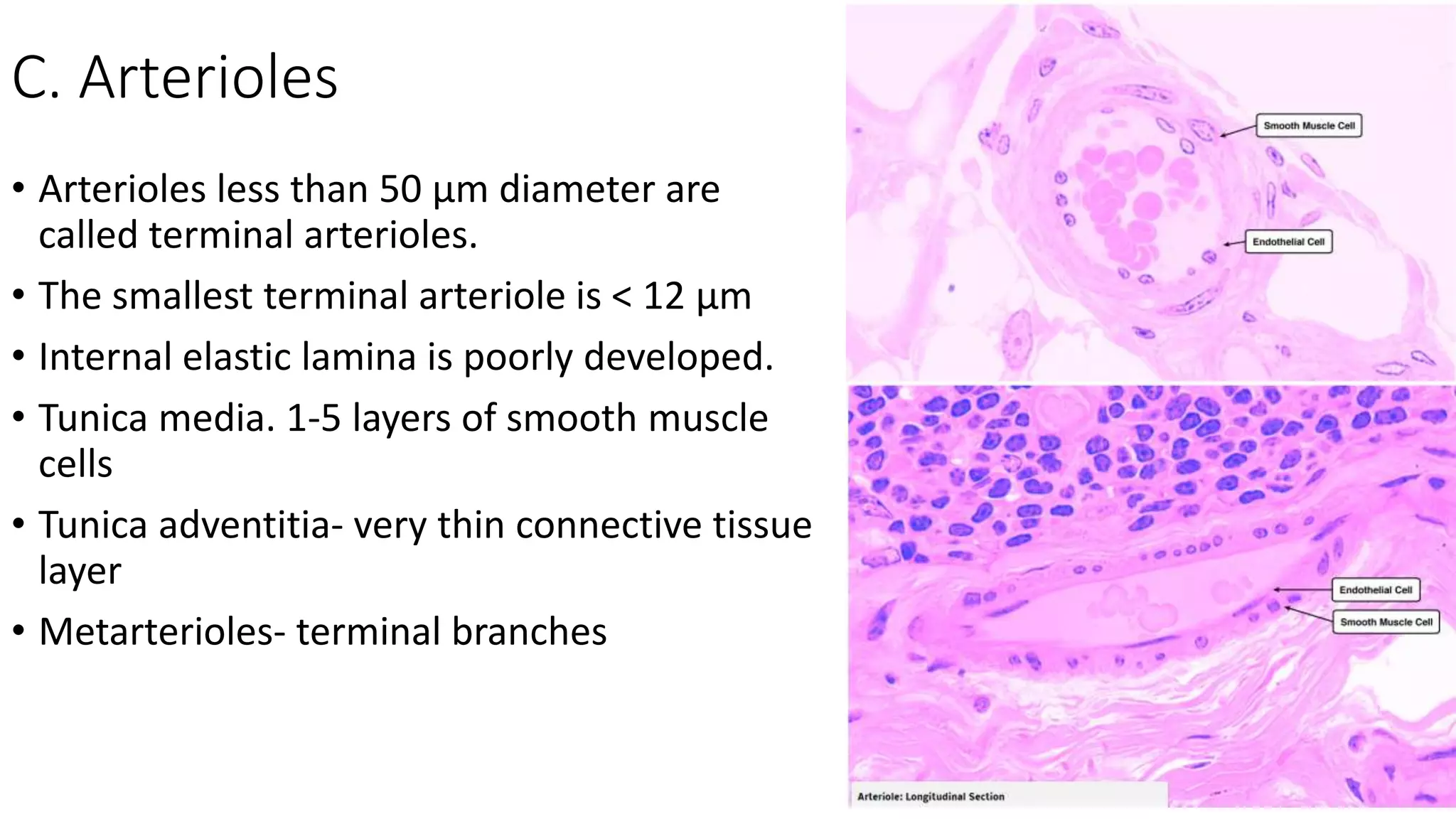 Histology Anatomy of Cardiovascular System | PPTX