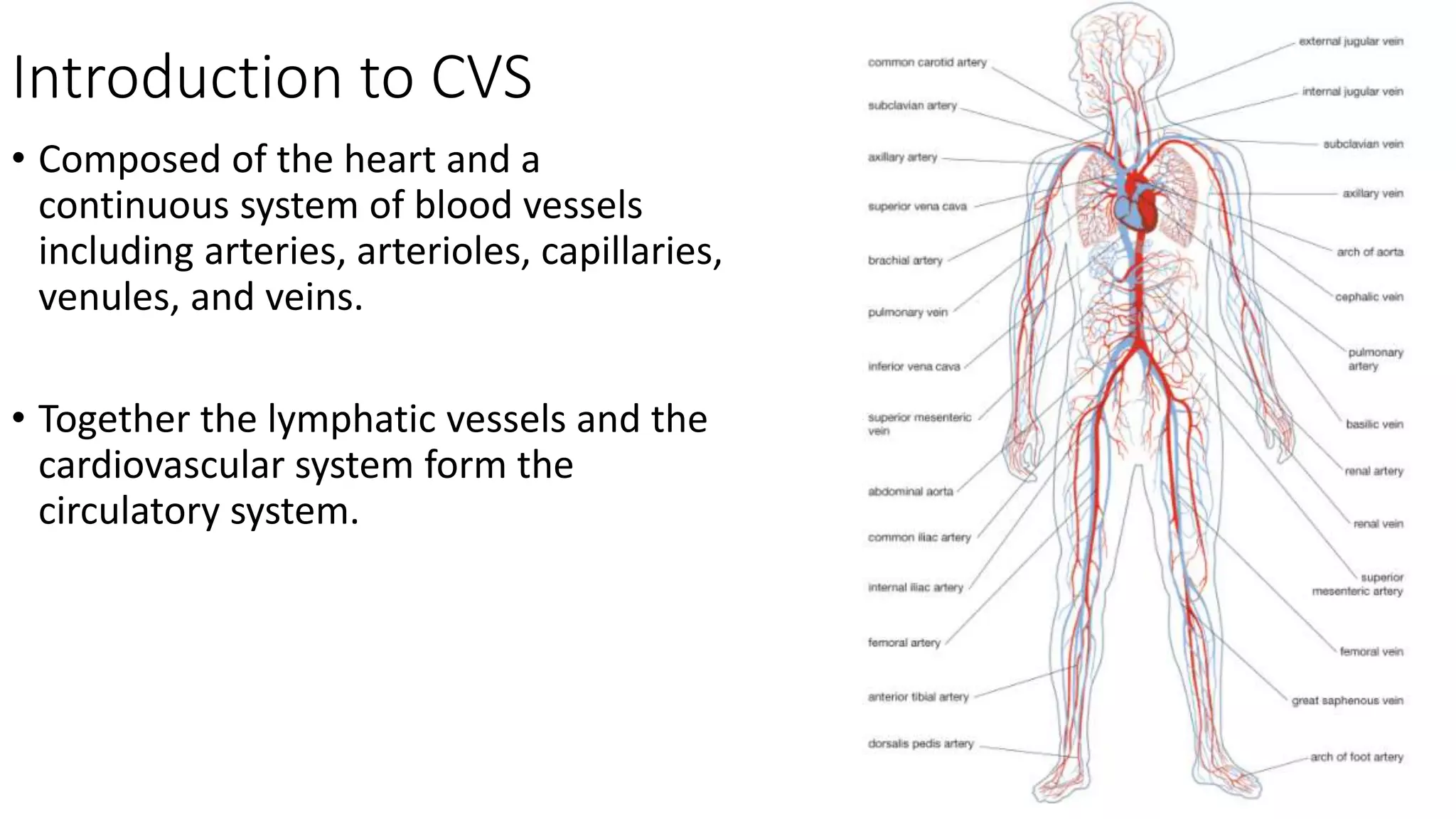 Histology Anatomy of Cardiovascular System | PPTX