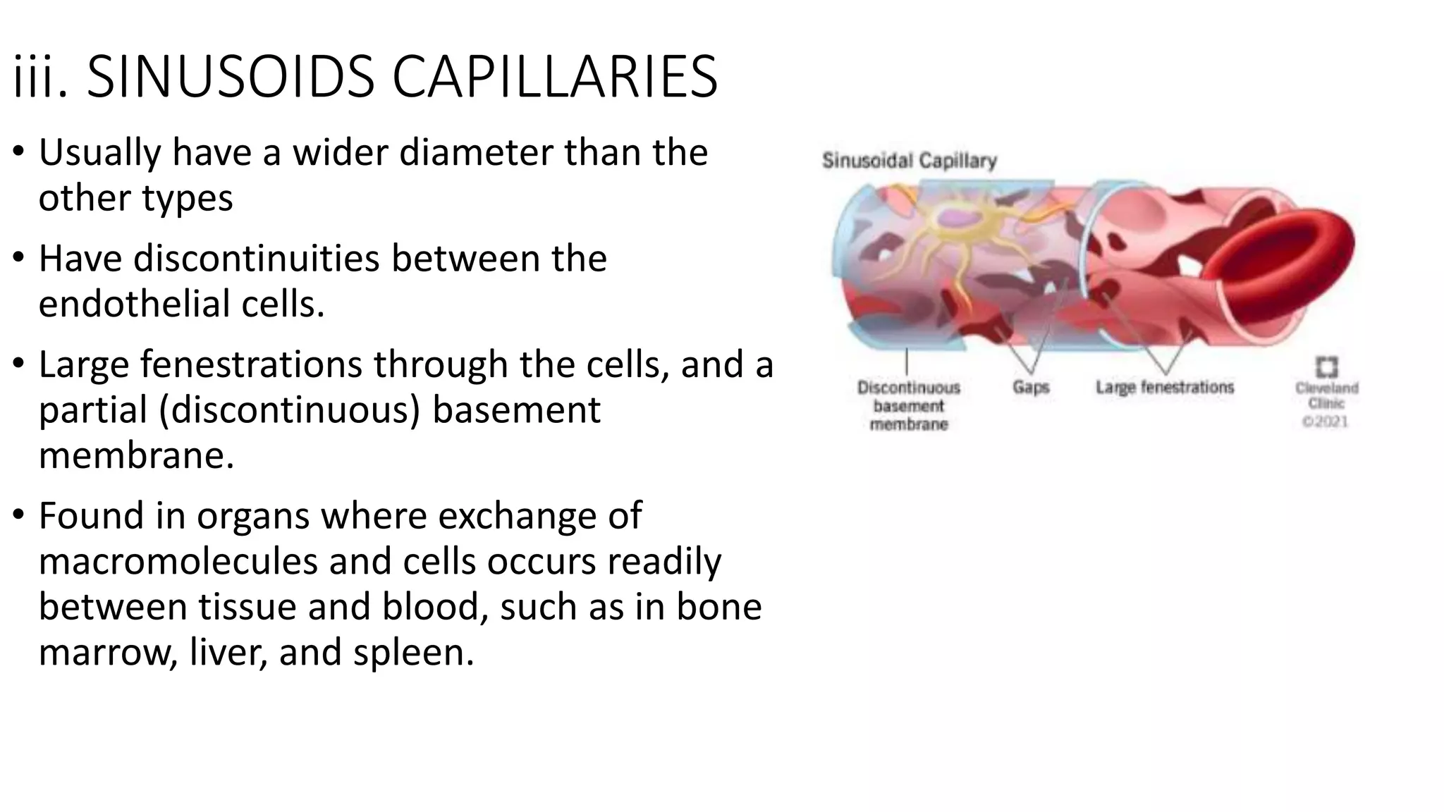 Histology Anatomy of Cardiovascular System | PPTX
