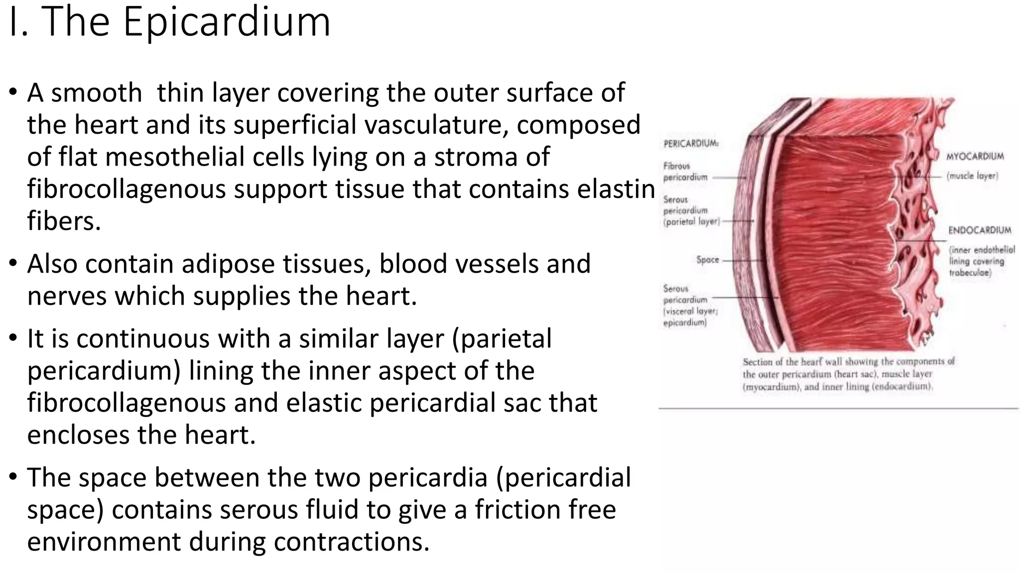 Histology Anatomy of Cardiovascular System | PPTX