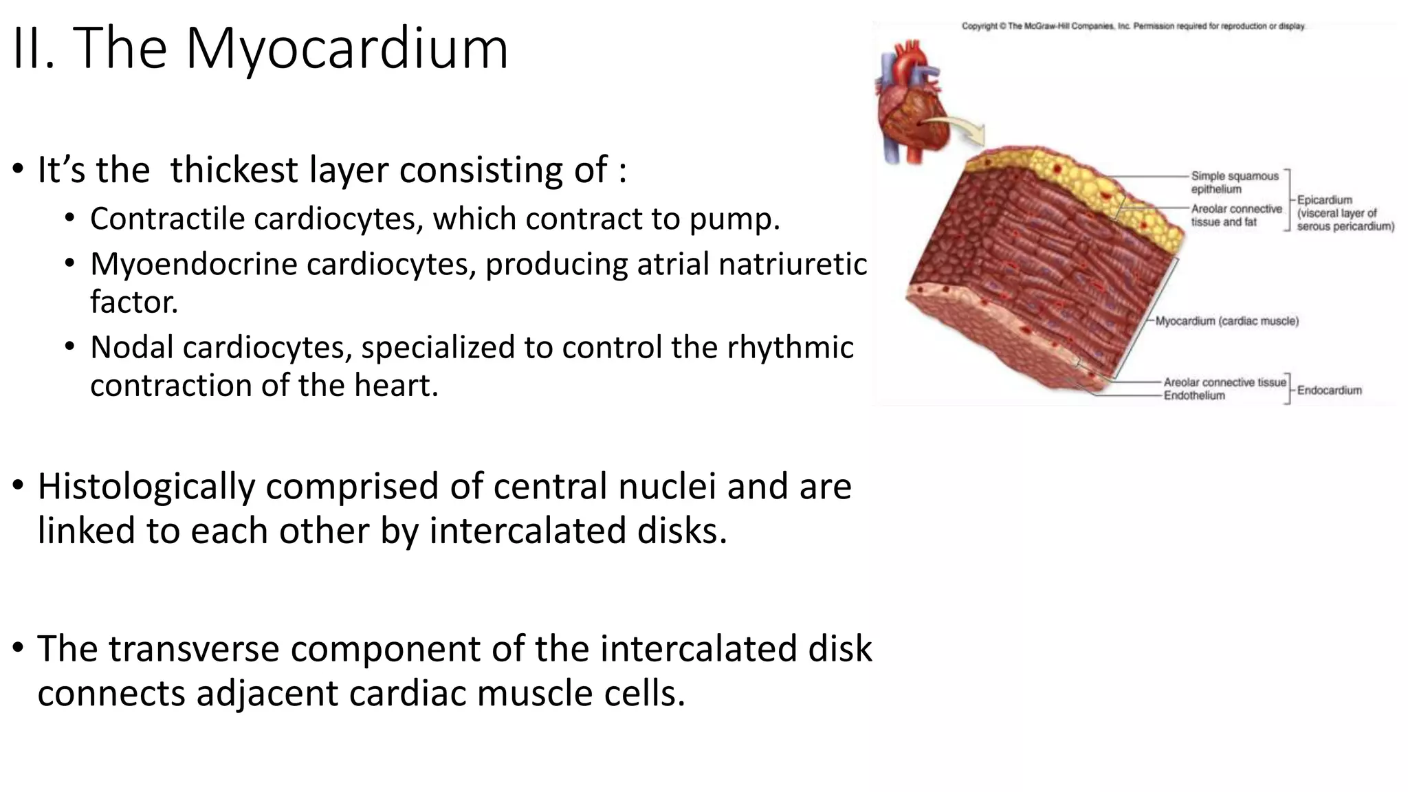 Histology Anatomy of Cardiovascular System | PPTX