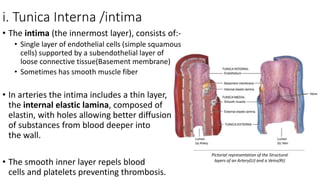 Histology Anatomy of Cardiovascular System | PPTX