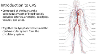 Histology Anatomy of Cardiovascular System | PPTX
