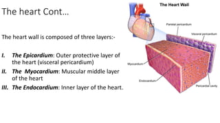 Histology Anatomy of Cardiovascular System | PPTX