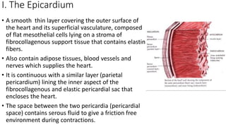 Histology Anatomy of Cardiovascular System | PPTX