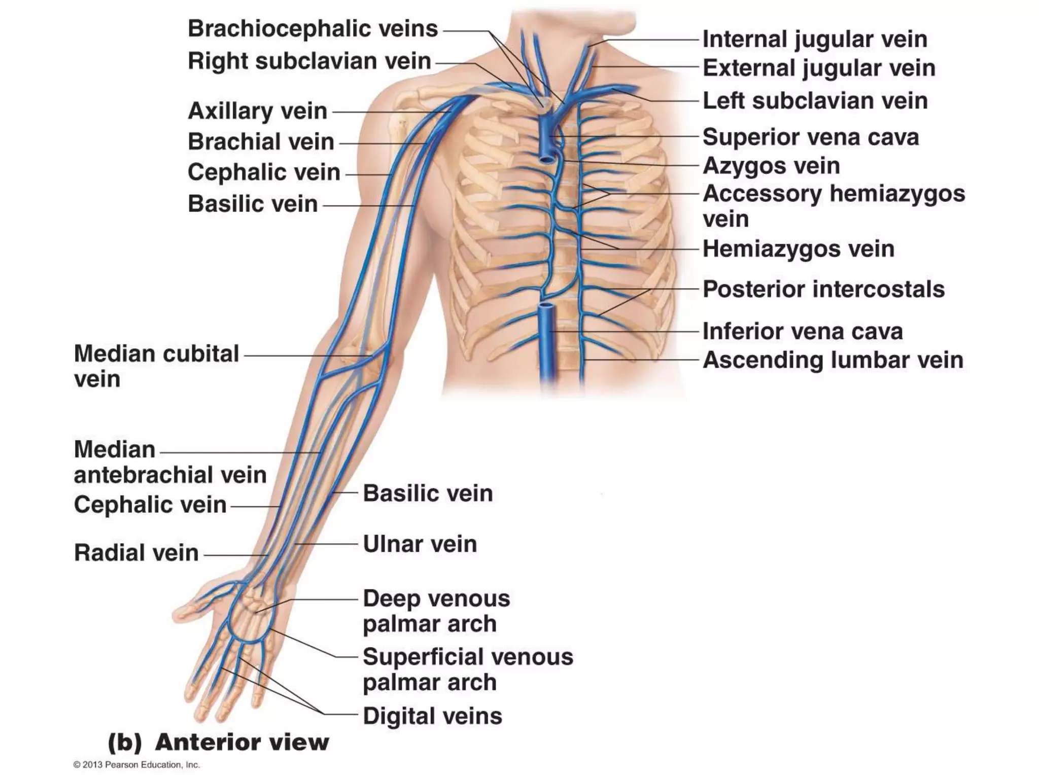 Cardiovascular anatomy pictures | PPTX