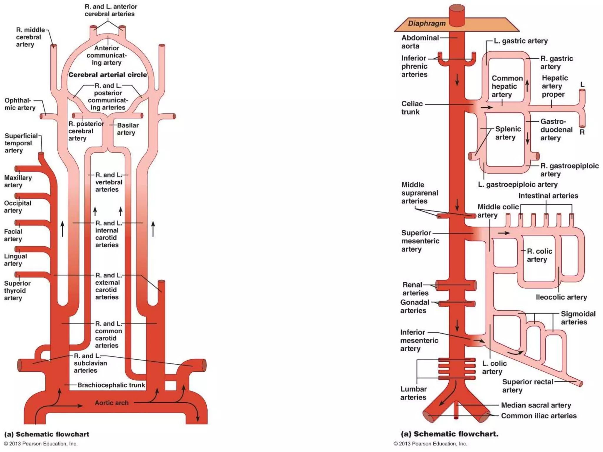 Cardiovascular anatomy pictures | PPTX