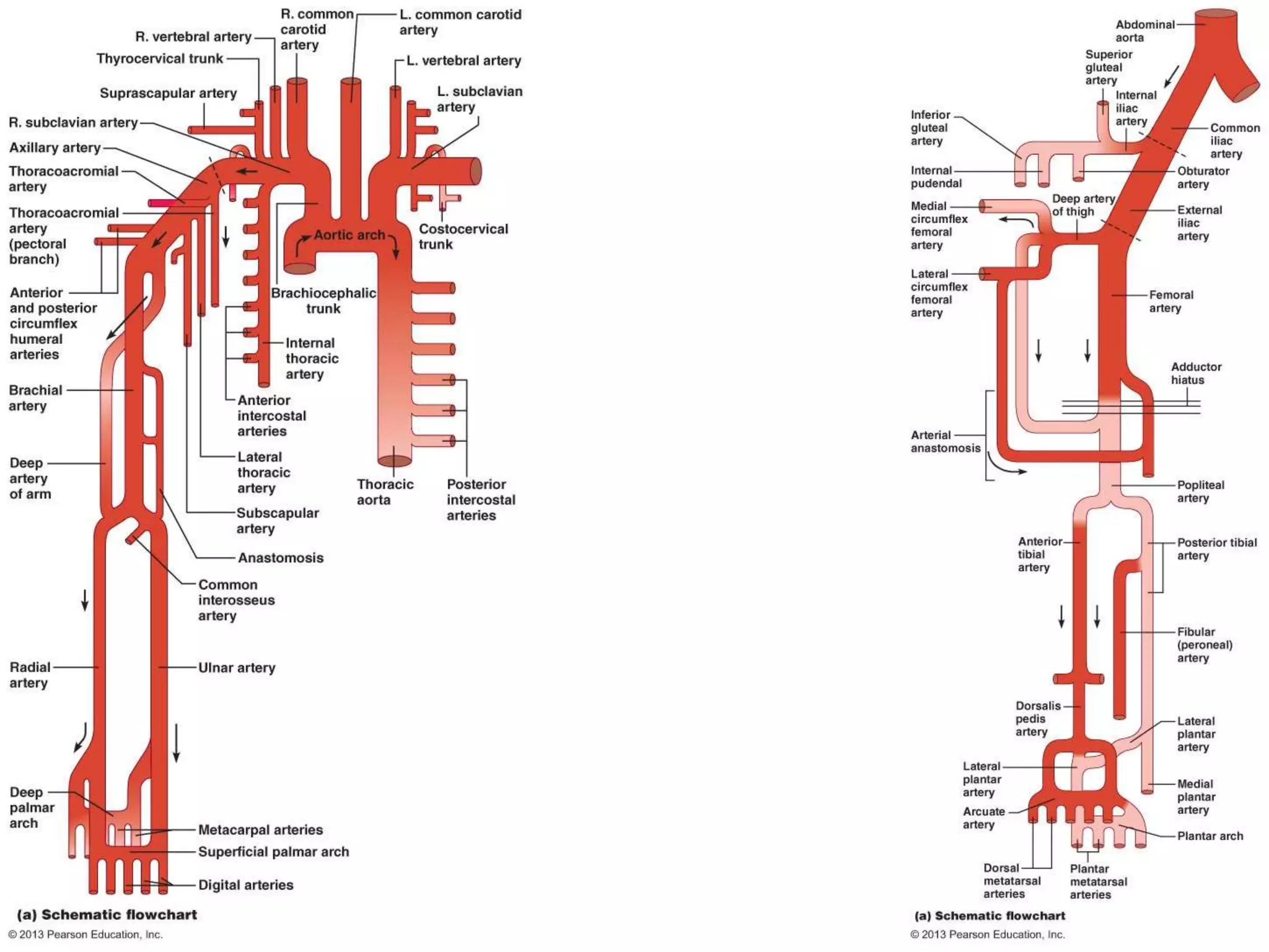 Cardiovascular anatomy pictures | PPTX