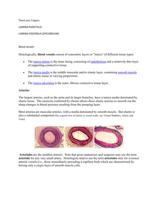 Cardiovascular and limfe histology | DOCX | Heart and Cardiovascular ...