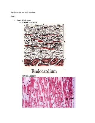 Endocardium Histology