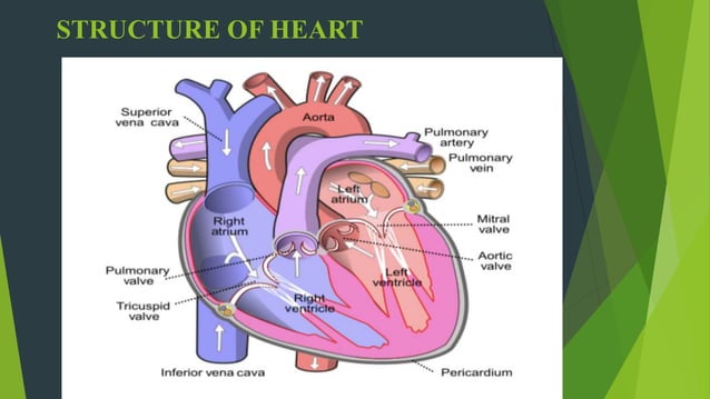 cardiovascular and peripheral assessment.pptx